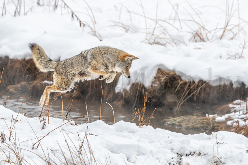 Coyote Hunting Jump – Tom Murphy Photography