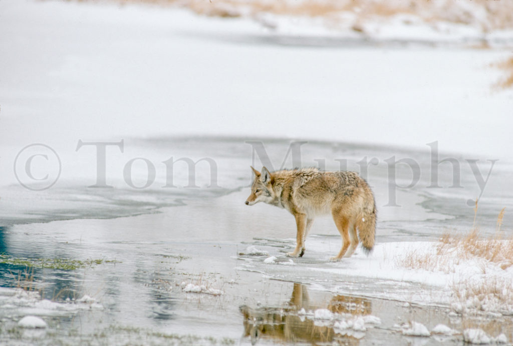 Coyote Nose Up – Tom Murphy Photography