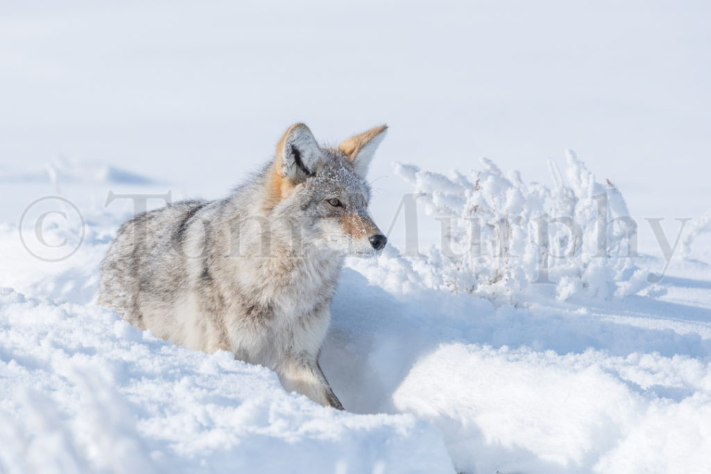 Coyote Jumping – Tom Murphy Photography