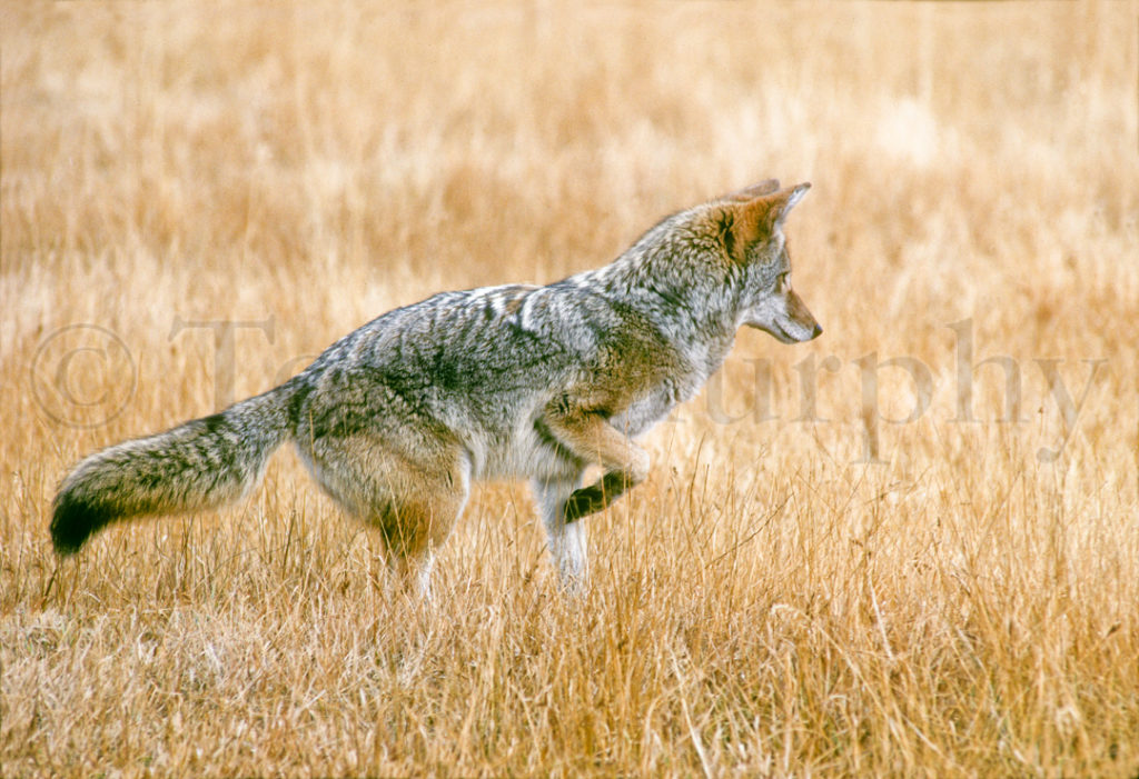 Yellowstone – Page 7 – Tom Murphy Photography