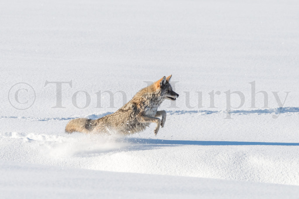 Coyote Running In Snow – Tom Murphy Photography