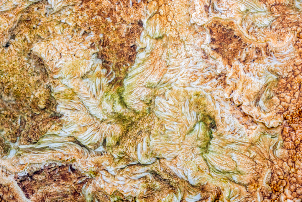 Cyanobacteria Detail – Tom Murphy Photography