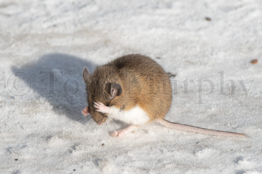Deer Mouse Cleaning – Tom Murphy Photography