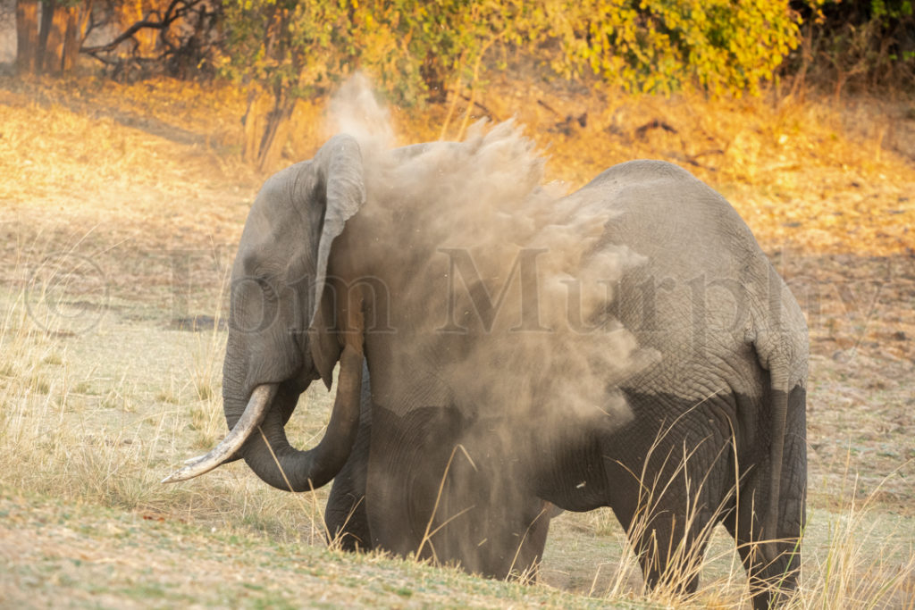 Elephant Dustbath – Tom Murphy Photography