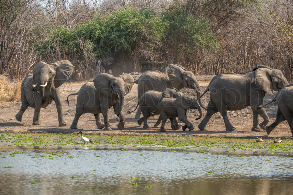 Elephant Herd Running – Tom Murphy Photography