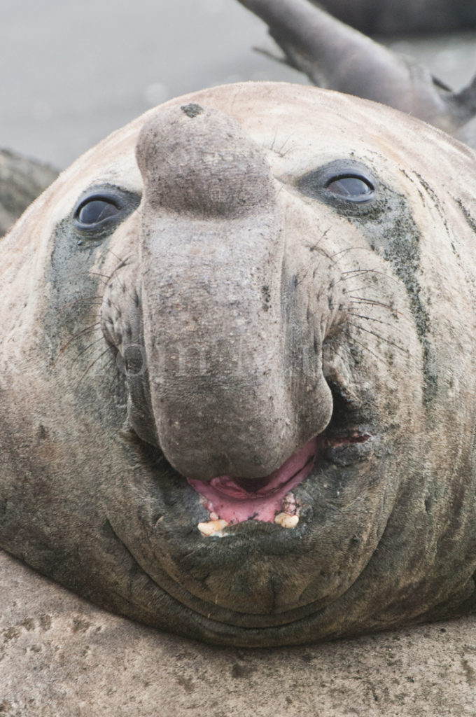 Elephant Seal Bull Poster Bull Elephant Seals Fighting – Muurposter