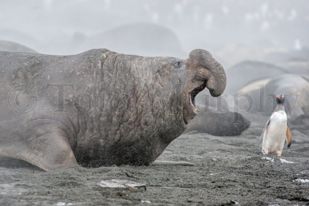 Elephant Seal Bull Gentoo Penguin – Tom Murphy Photography