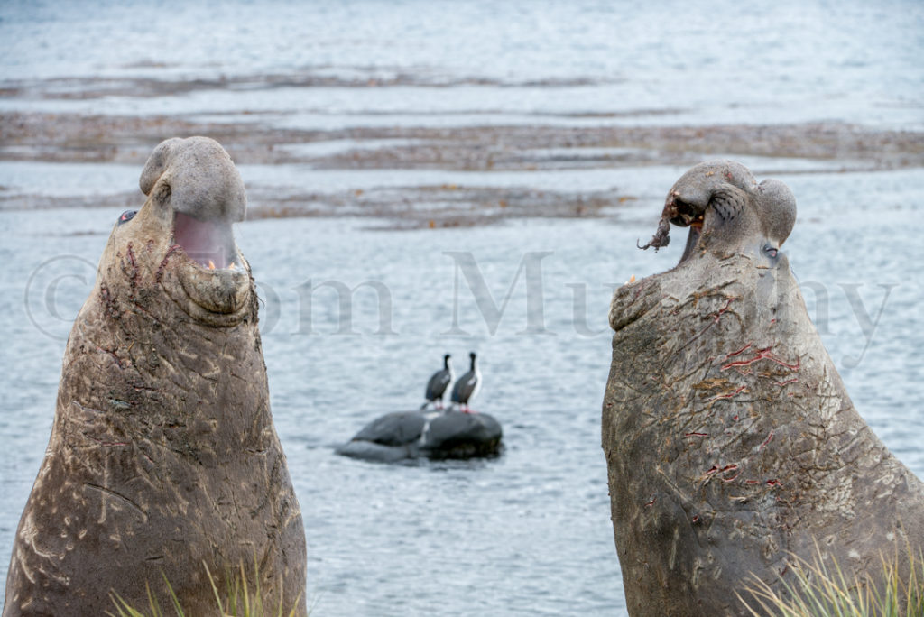 Elephant Seal Bulls Fighting – Tom Murphy Photography