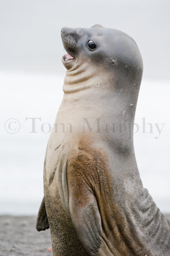 Elephant Seal Pup – Tom Murphy Photography