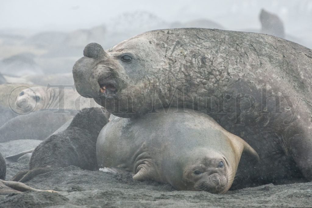 Elephant Seal Bull Cow – Tom Murphy Photography