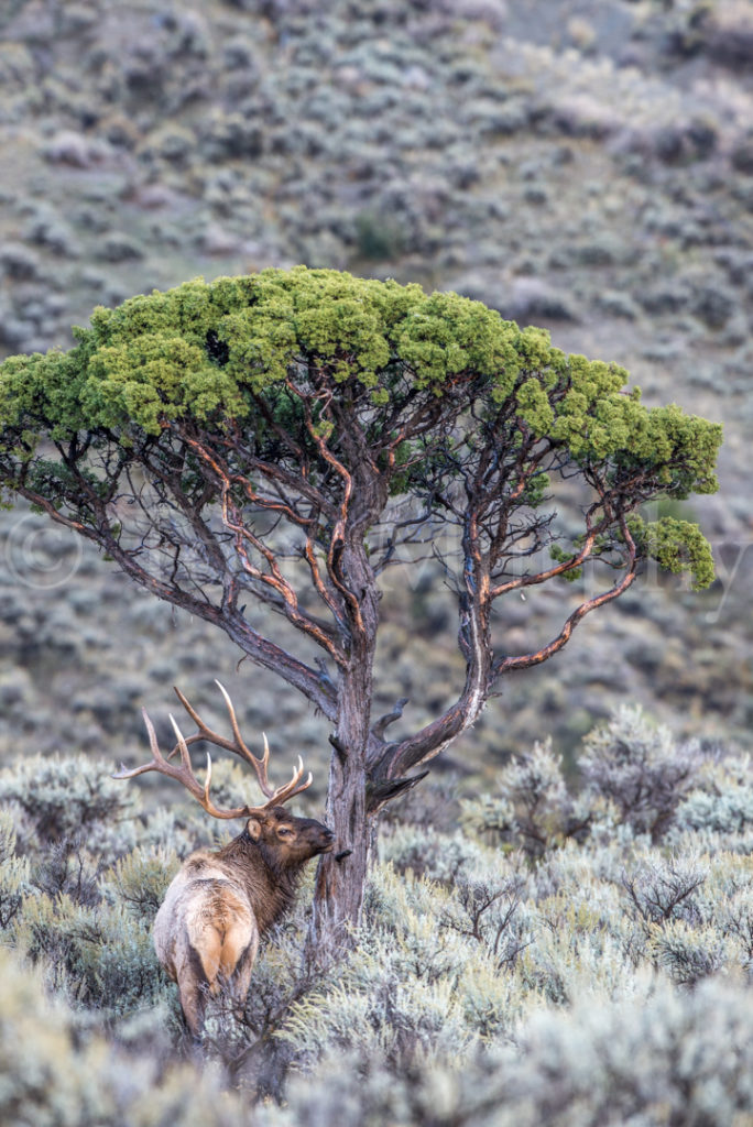Elk Bull Juniper Tree Sage – Tom Murphy Photography
