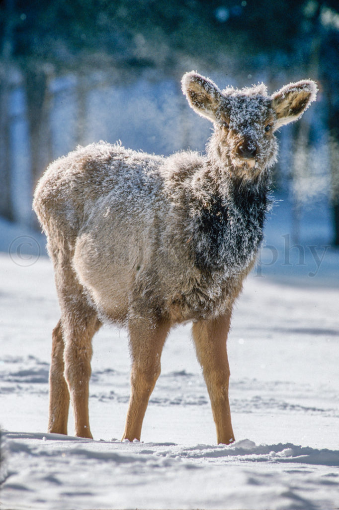 Elk Calf Frosted – Tom Murphy Photography