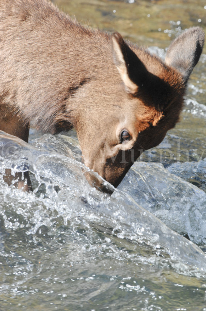 Elk Calf Playing In Water – Tom Murphy Photography