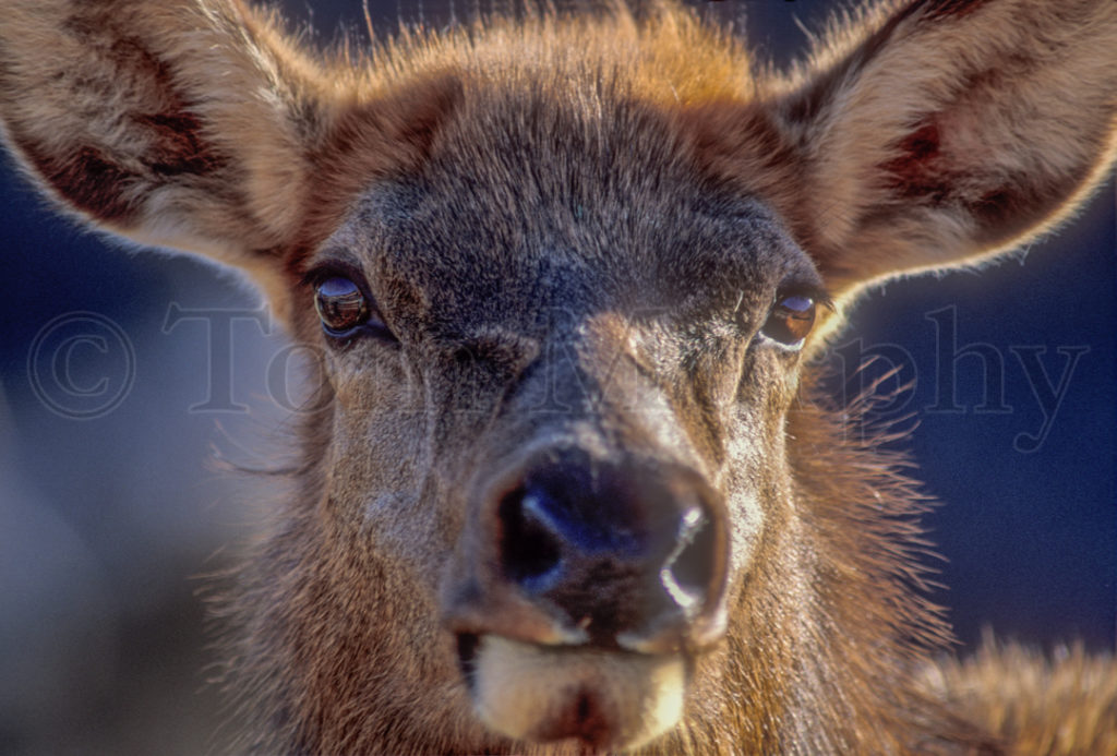 Elk Cow Face – Tom Murphy Photography