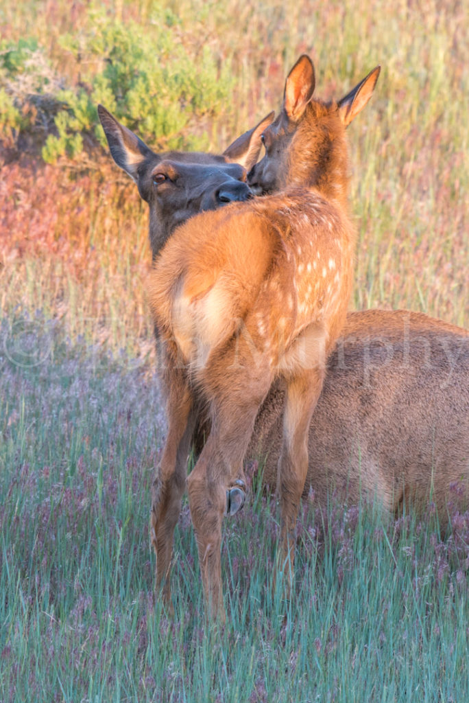 Elk Cow Grooming Calf – Tom Murphy Photography