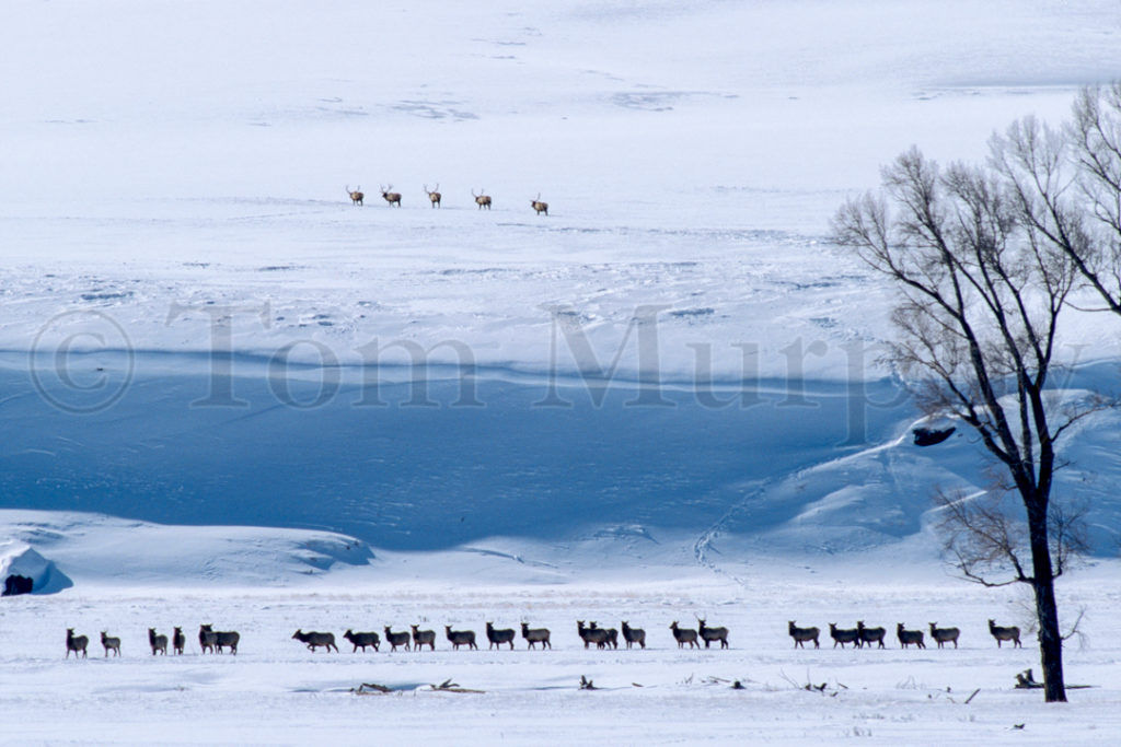 Elk Herd Lines – Tom Murphy Photography
