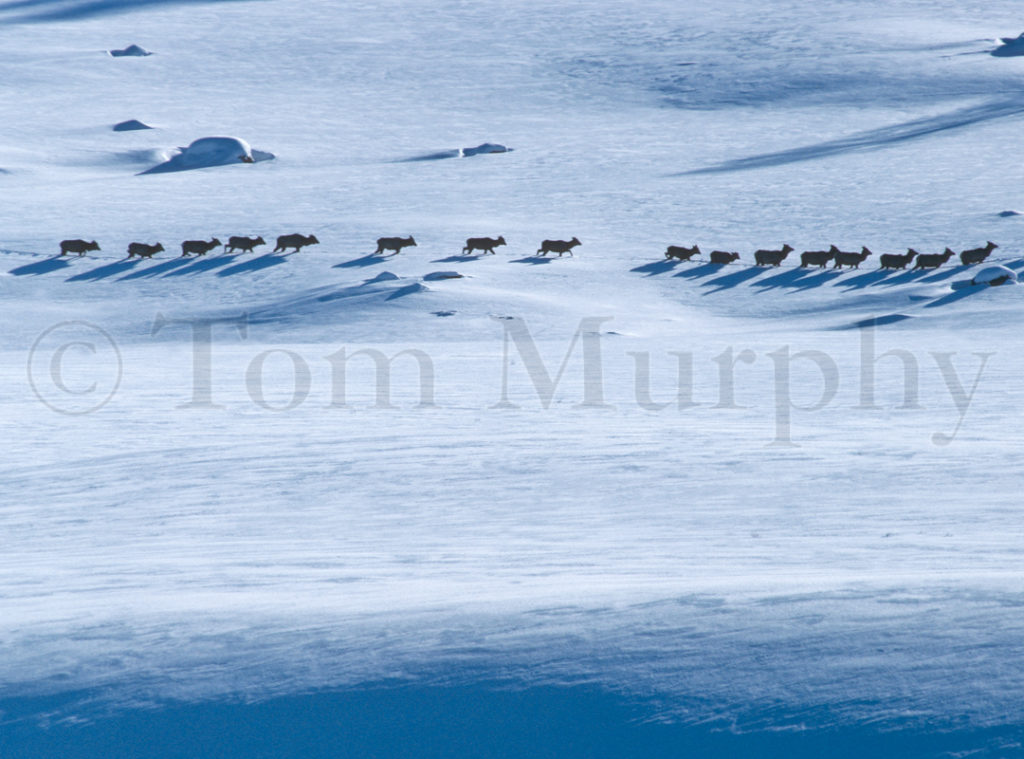 Elk Line Snow – Tom Murphy Photography