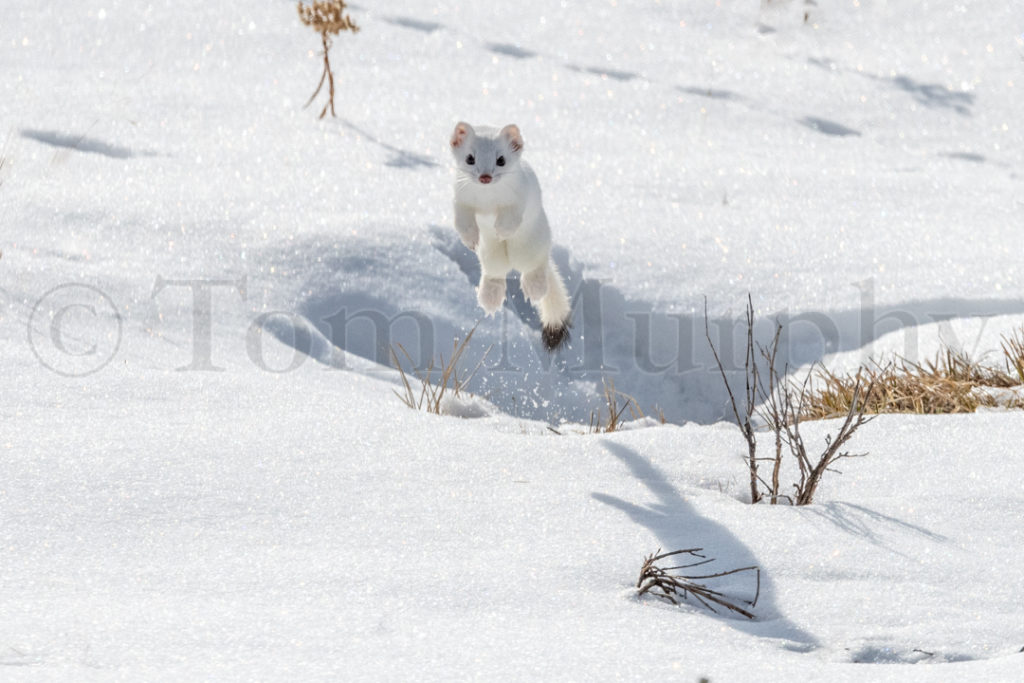 Stoat Jumping