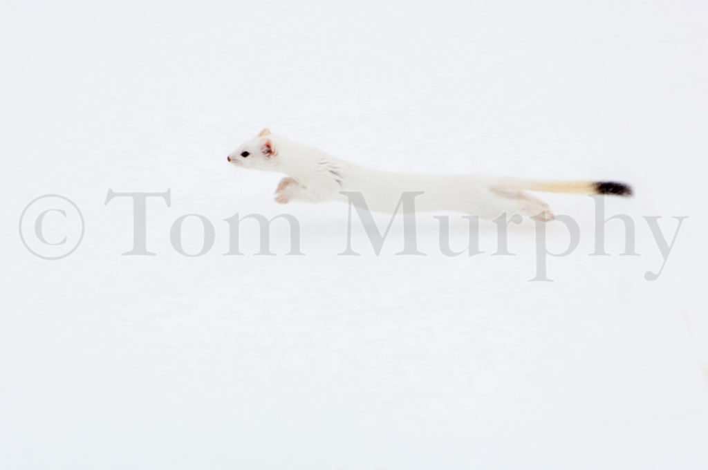 Ermine Running – Tom Murphy Photography
