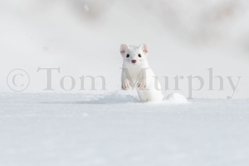 Ermine Snow Jumping – Tom Murphy Photography