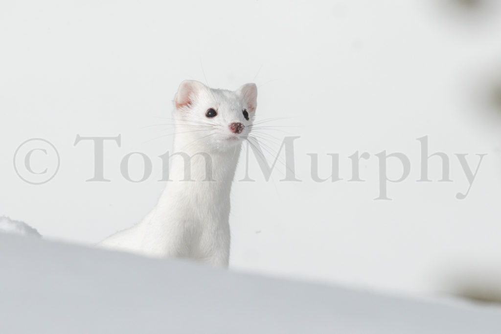 Ermine Snow – Tom Murphy Photography