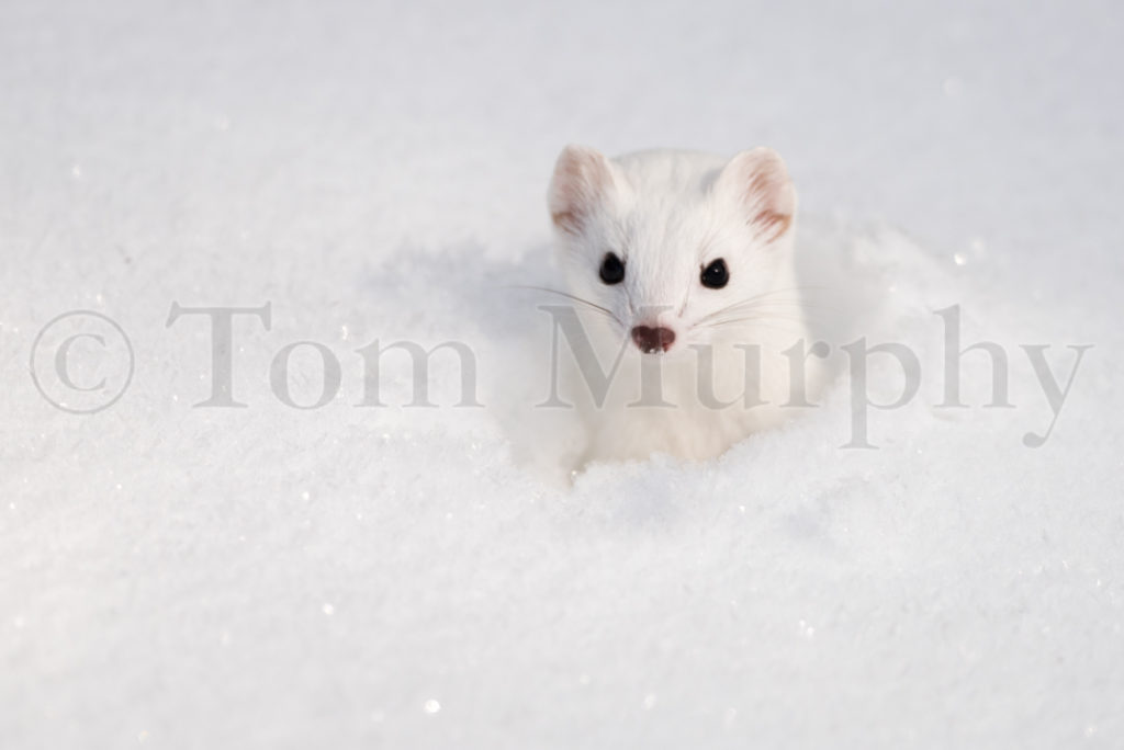 Ermine Snow – Tom Murphy Photography