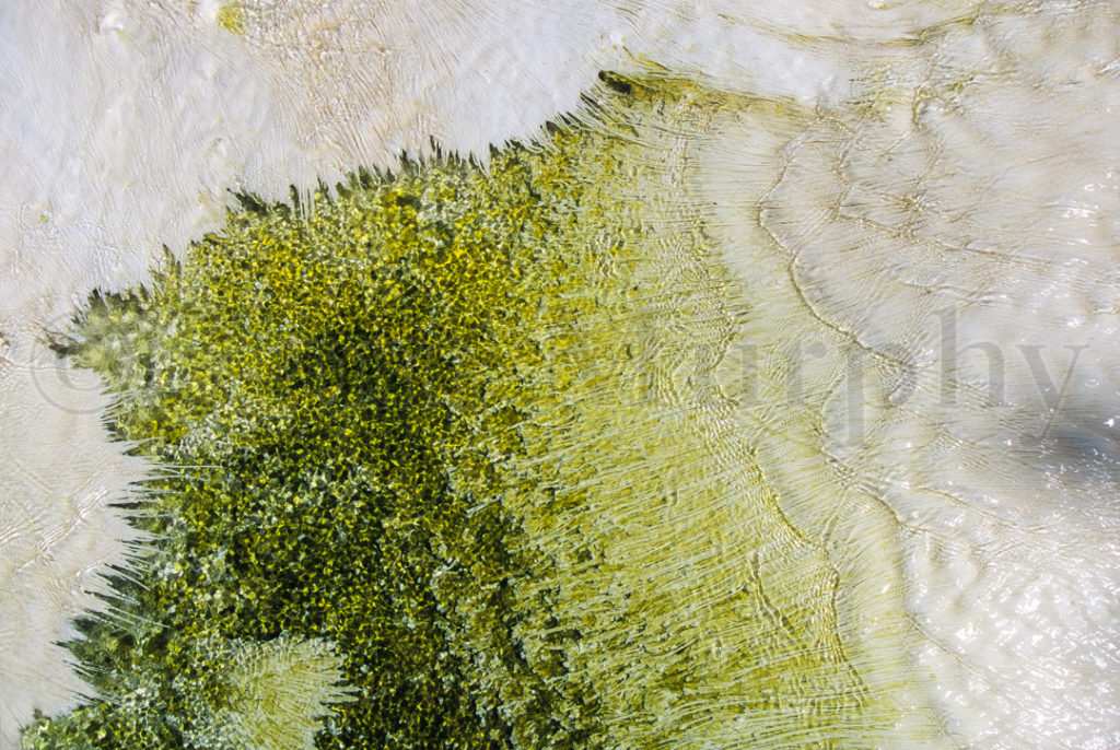 Filamentous Bacteria – Tom Murphy Photography