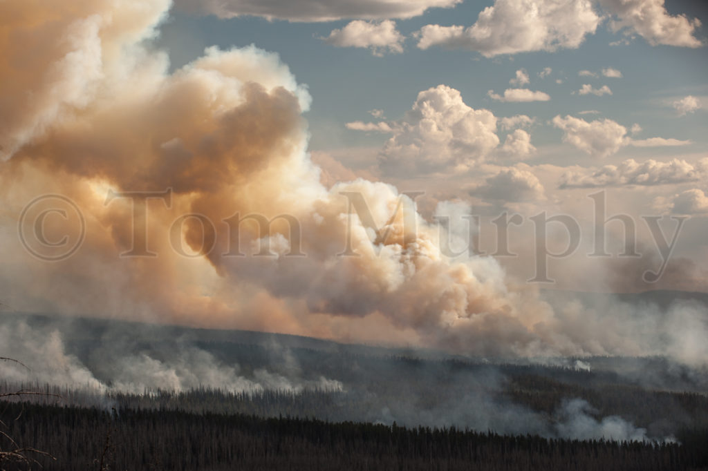 Forest Fire Smoke – Tom Murphy Photography