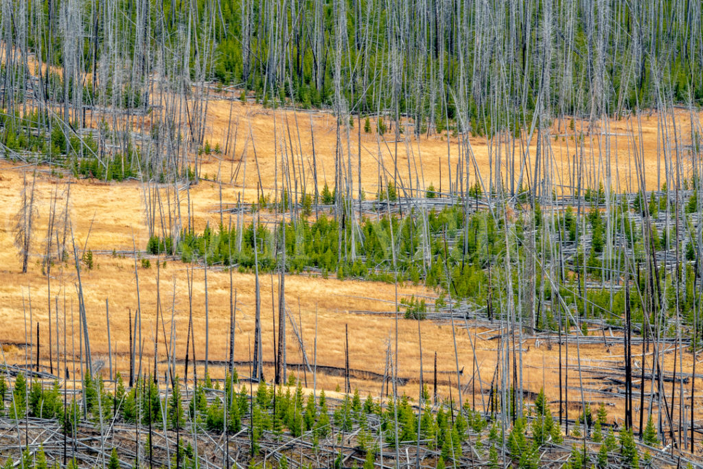 Forest Meadow Burned Trees – Tom Murphy Photography