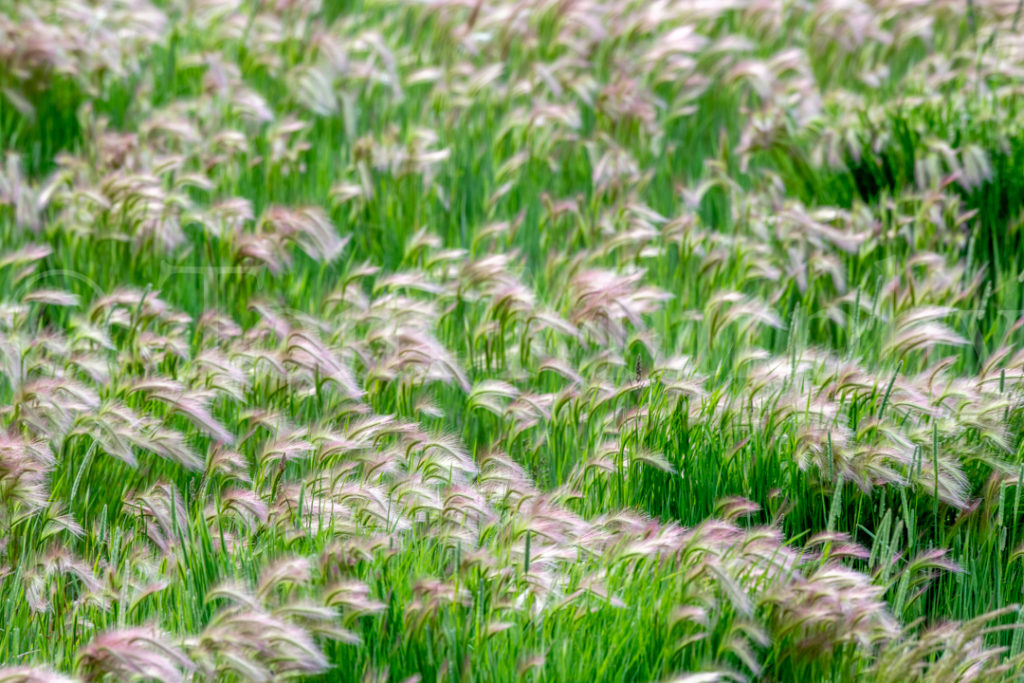 Foxtail Grasses Green – Tom Murphy Photography