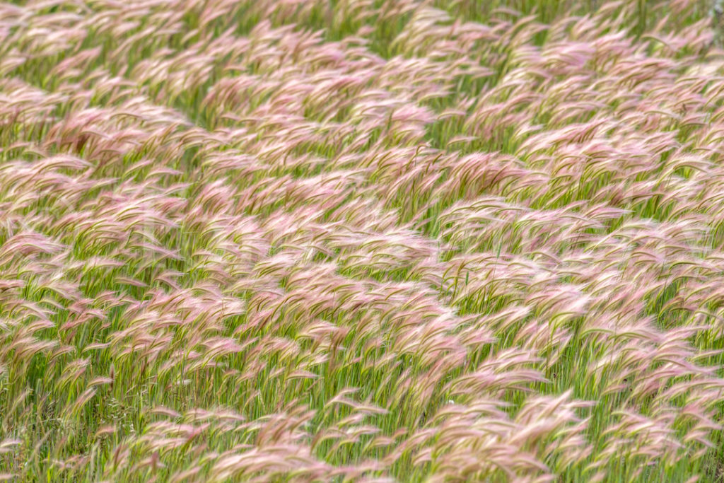 Foxtail Grasses – Tom Murphy Photography