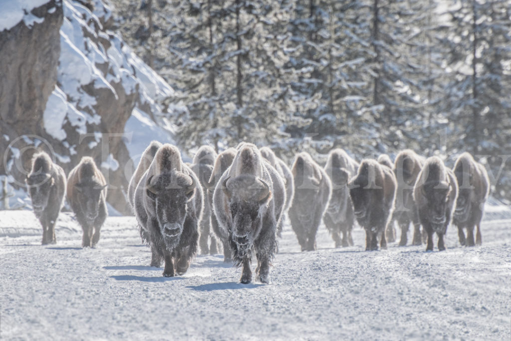 Frosted Bison Cows Walking – Tom Murphy Photography