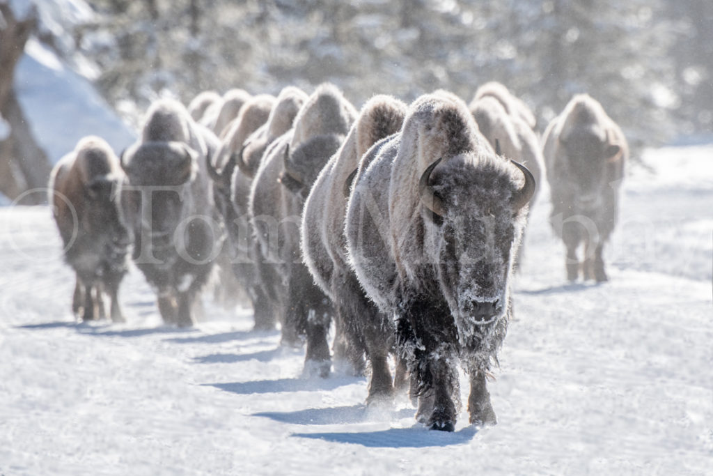 Bison Cow Frost – Tom Murphy Photography