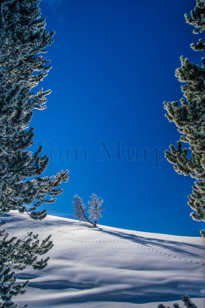 Frosted Tree Coyote Tracks Snow – Tom Murphy Photography