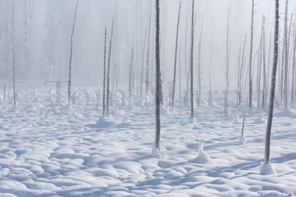 Frosted Tree Trunks Snowfield – Tom Murphy Photography