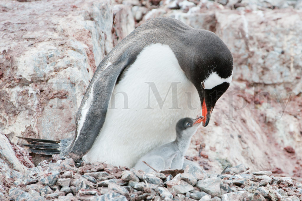 Gentoo Penguin & Chick – Tom Murphy Photography