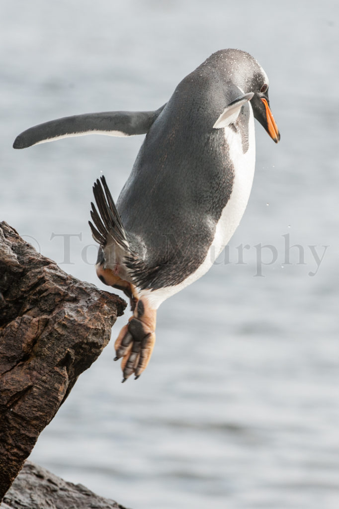 Gentoo Penguin Jumping – Tom Murphy Photography