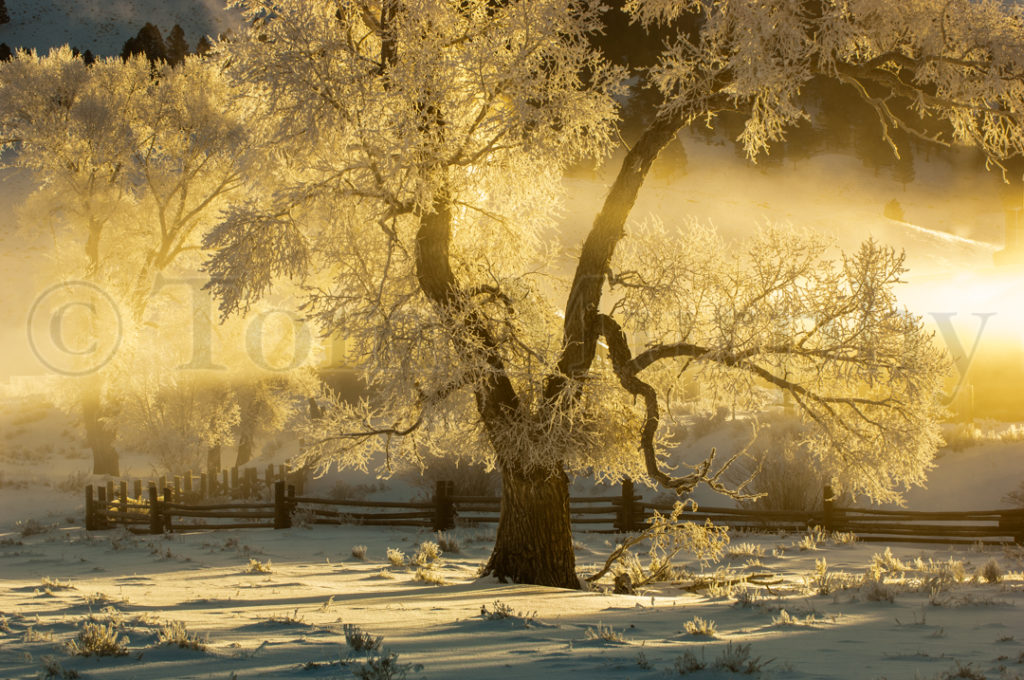 Gold Cottonwoods Lamar – Tom Murphy Photography
