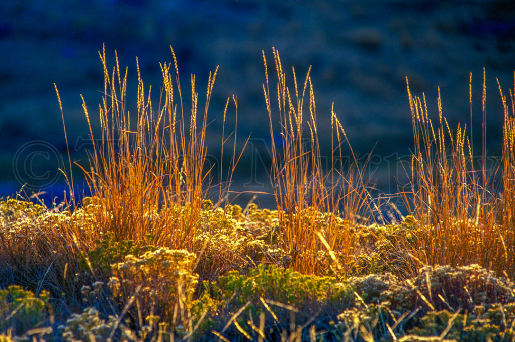 Gold Grasses – Tom Murphy Photography