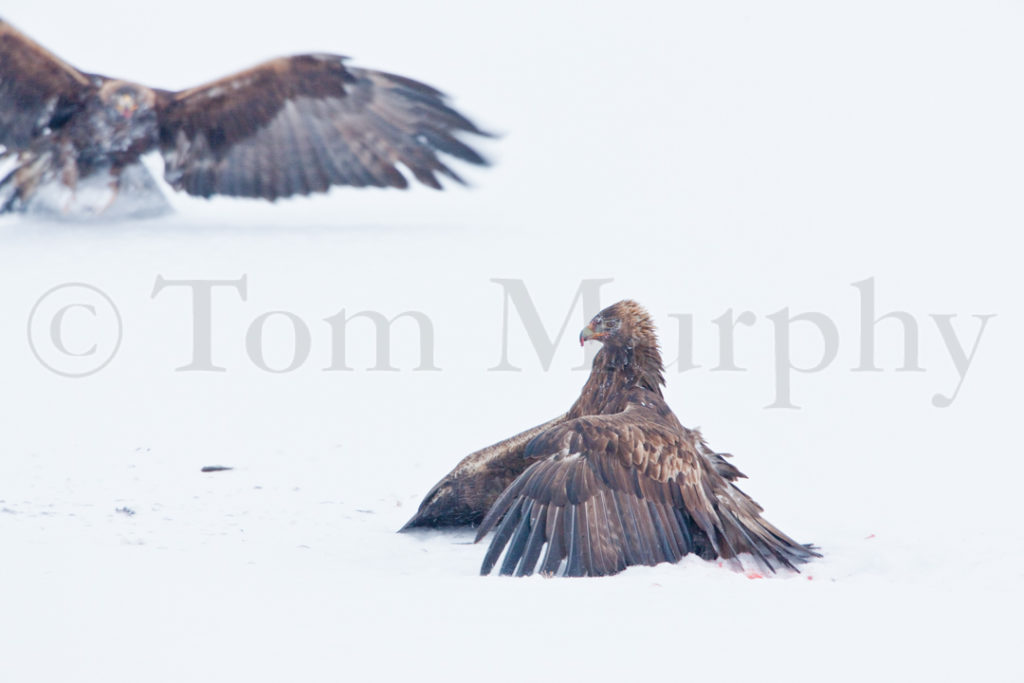 Golden Eagle Mantling – Tom Murphy Photography