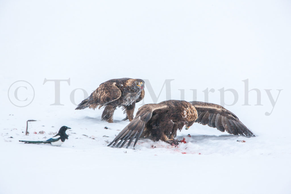 Golden Eagle Mantling – Tom Murphy Photography