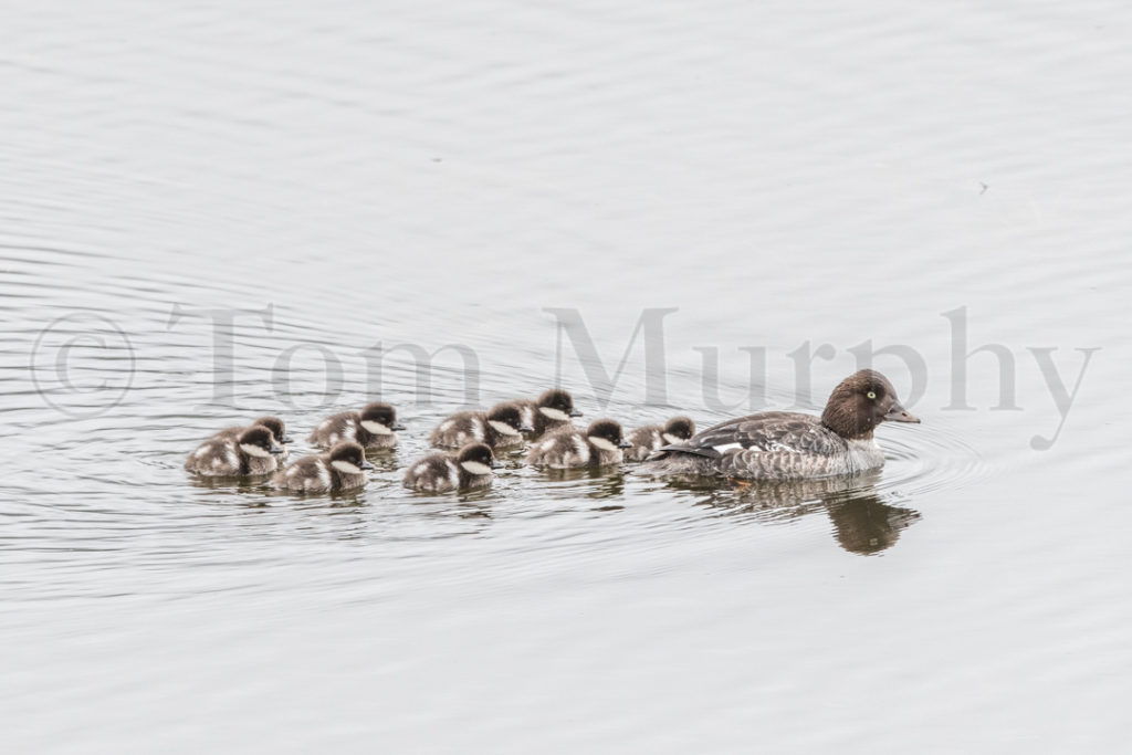 Goldeneye Hen Ducklings – Tom Murphy Photography
