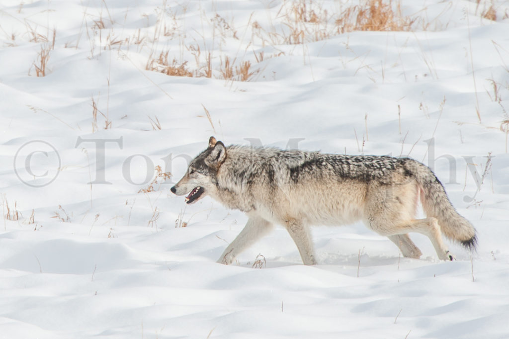 Gray Wolf – Tom Murphy Photography
