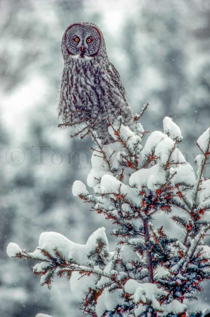 Great Gray Owl Snow Tree – Tom Murphy Photography