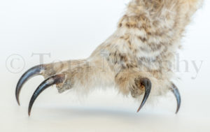 Great Horned Owl Foot – Tom Murphy Photography