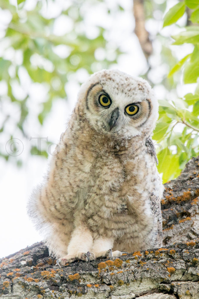 Baby Great Horned Owl Great Horned Owl