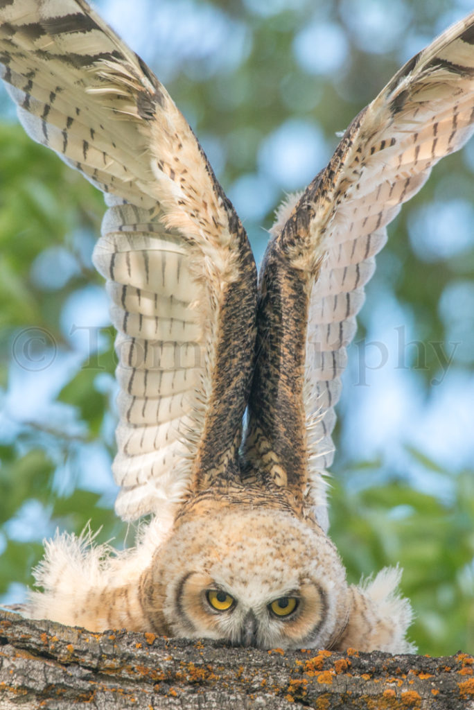 Great Horned Owl Wings Juvenile – Tom Murphy Photography