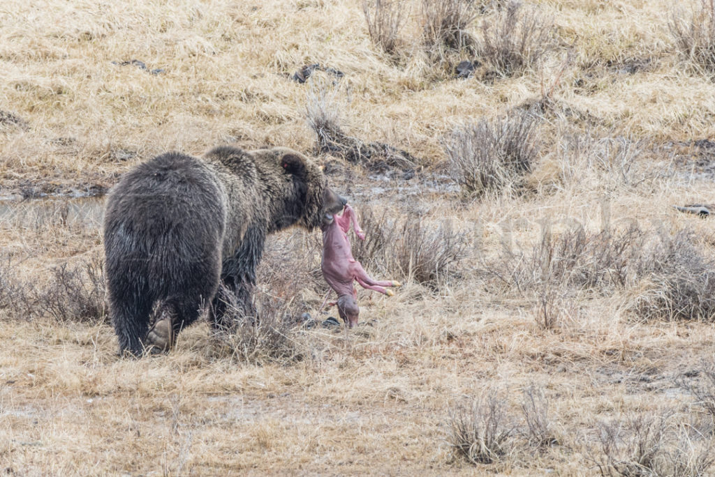 Grizzly Bear Bison Carcass Fetus – Tom Murphy Photography