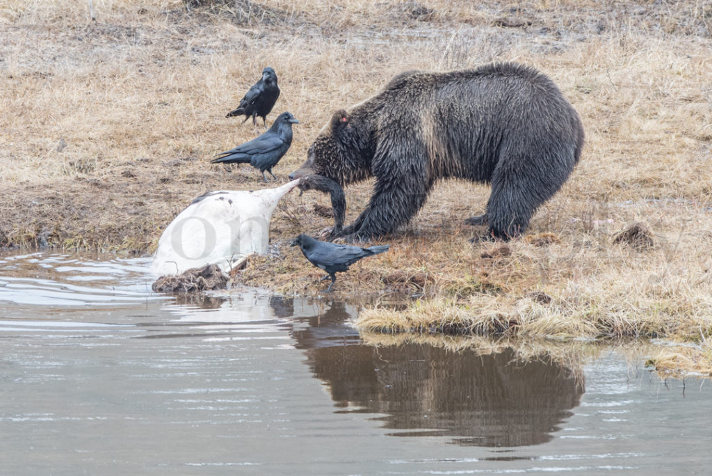 Grizzly Bear Bison Carcass – Tom Murphy Photography