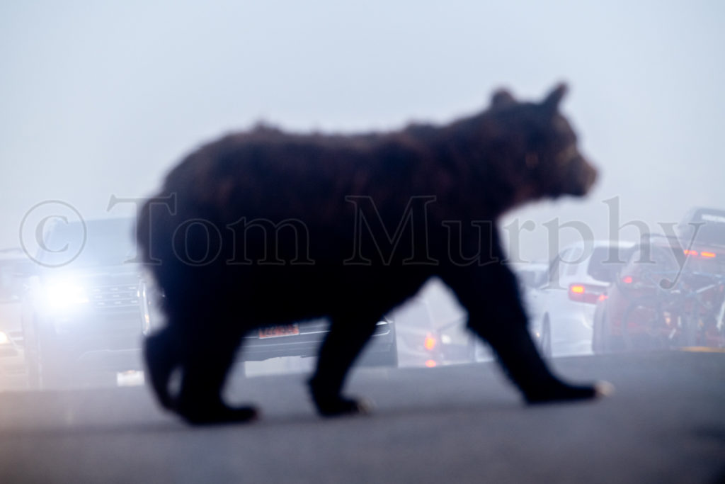 Grizzly Bear Cars On Roadway – Tom Murphy Photography